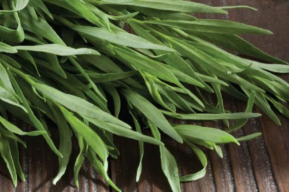 Qu'est-ce que l'estragon ? - Épices Review