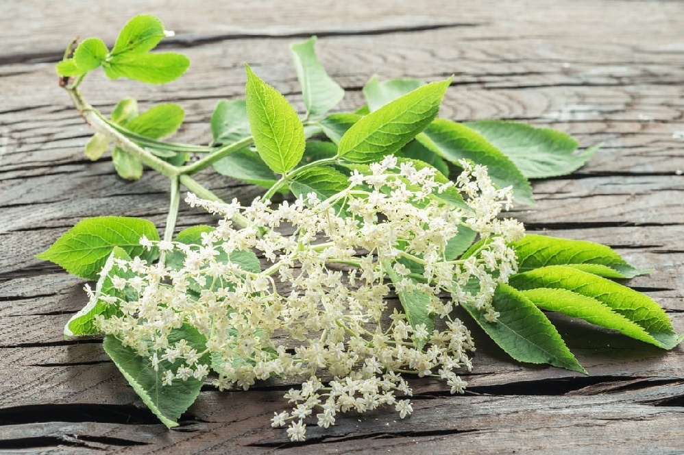 Que sont les fleurs de sureau ? - Épices Review