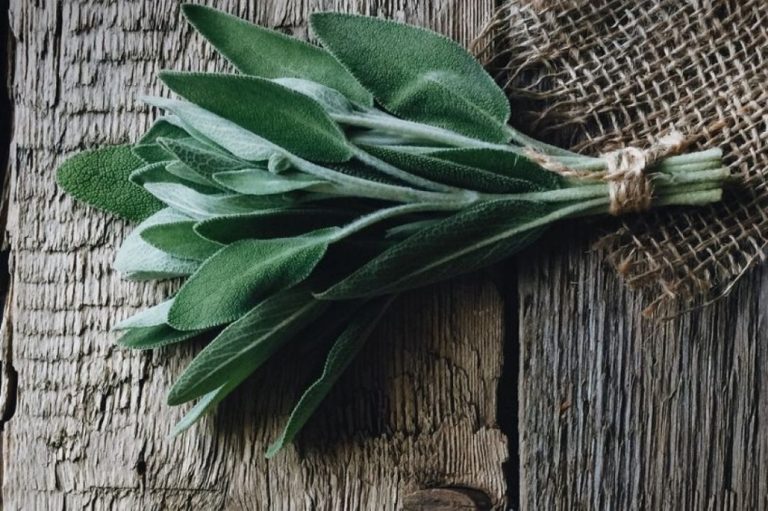 Qu'est-ce que la sauge ? - Épices Review