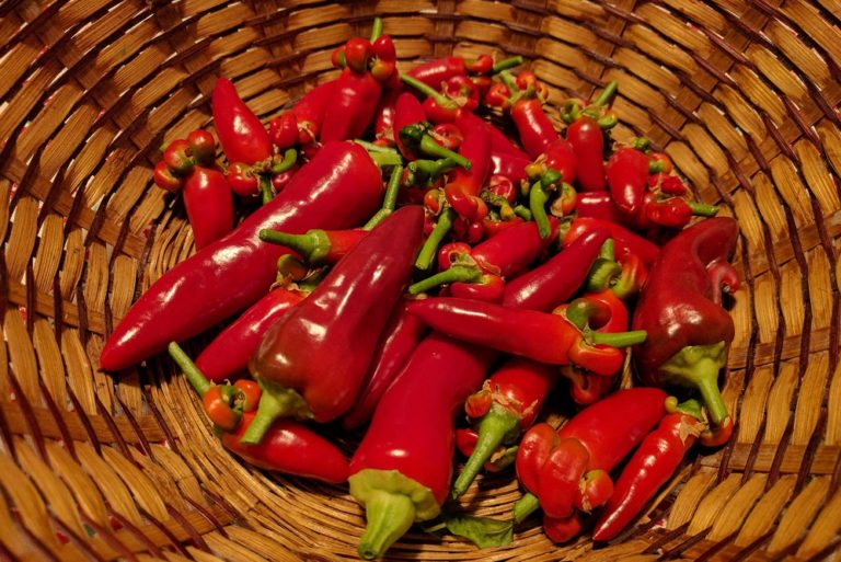 Quelles sont les différentes variétés de piments ? - Épices Review