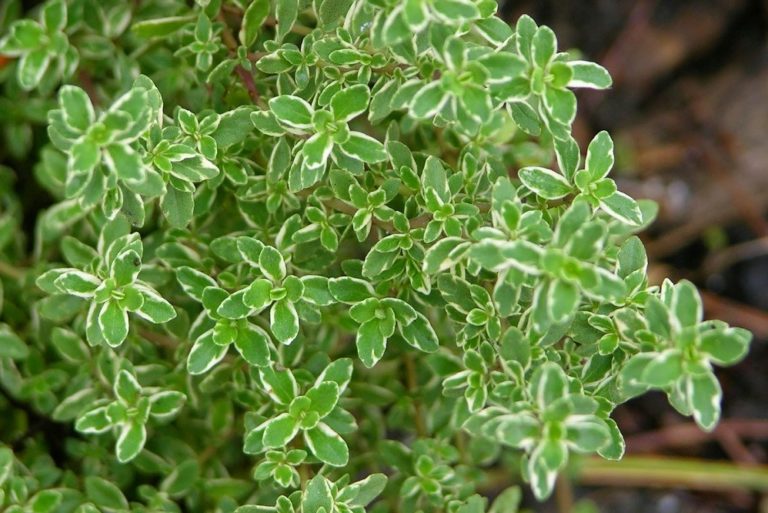 Qu'est-ce que le thym citron ? - Épices Review