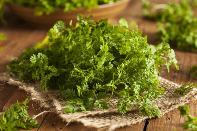 Comment cuisiner avec du cerfeuil ? - Épices Review