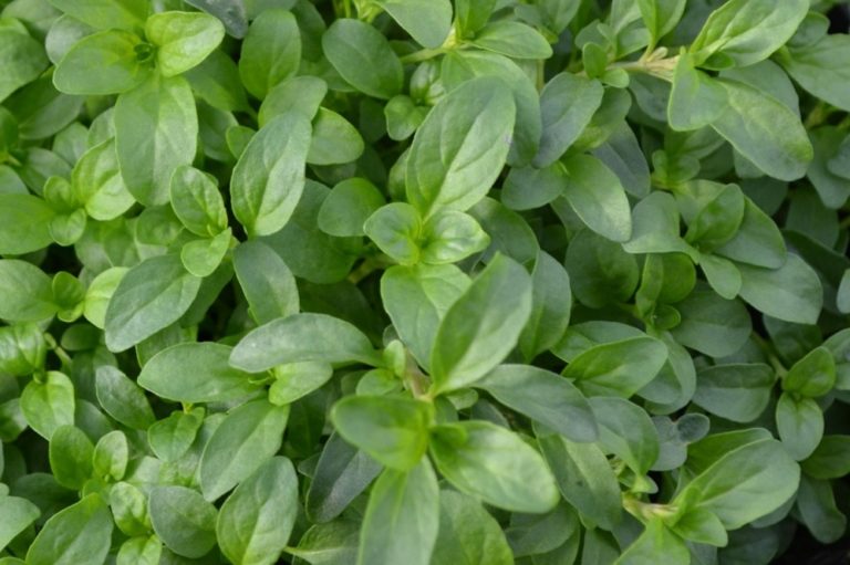 Qu'est-ce que la menthe pouliot ? - Épices Review