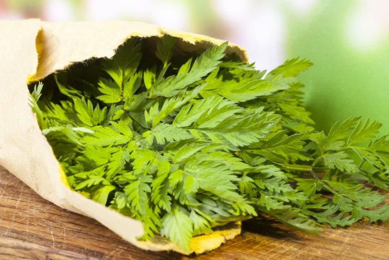 Qu'est-ce que le cerfeuil ? - Épices Review