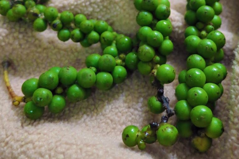 Qu'est-ce que le poivre vert ? - Épices Review