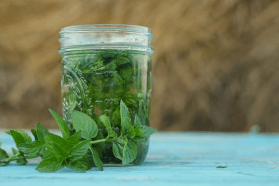 Comment faire de l'extrait de menthe ? - Épices Review